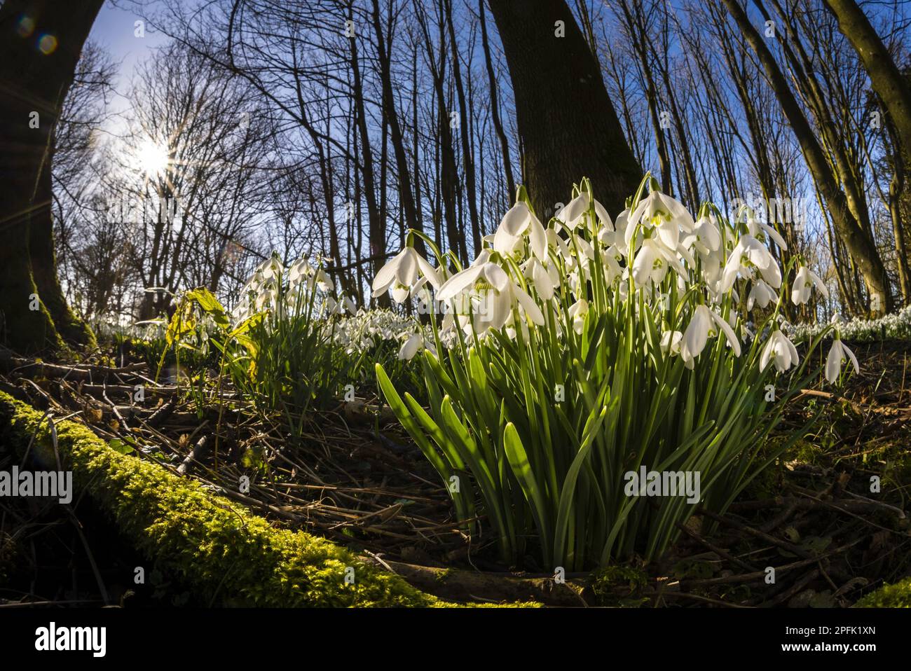 Snowdrop (Galanthus nivalis) flowering mass, growing in deciduous ...