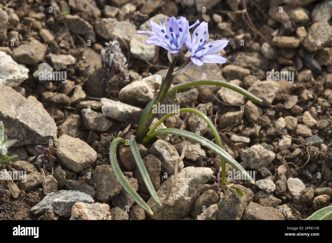 Spring squill (Scilla verna) flowering, growing on poor soils of rocky ...