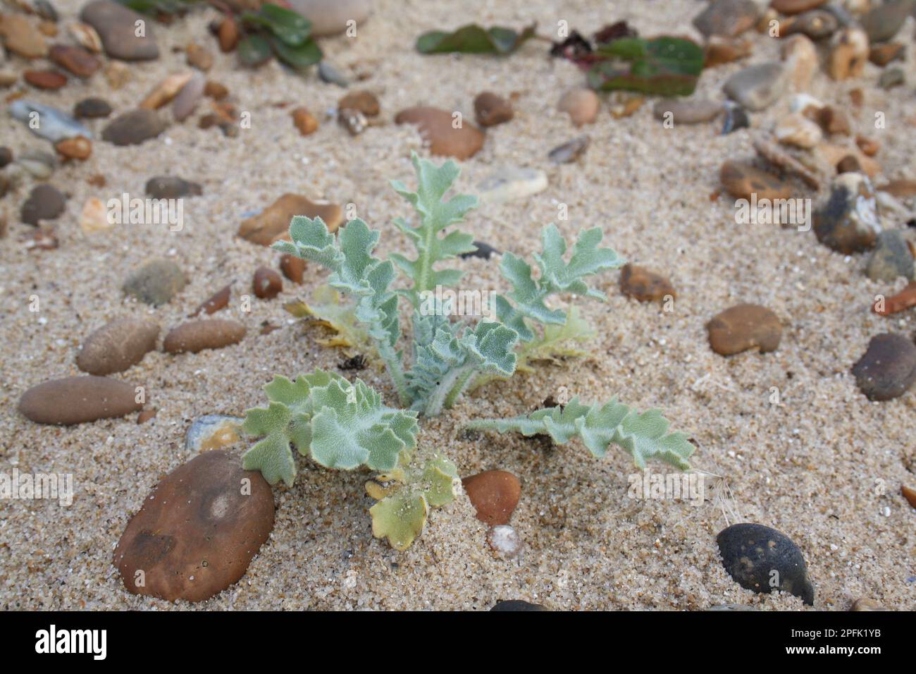 Poppy leaves hi-res stock photography and images - Alamy