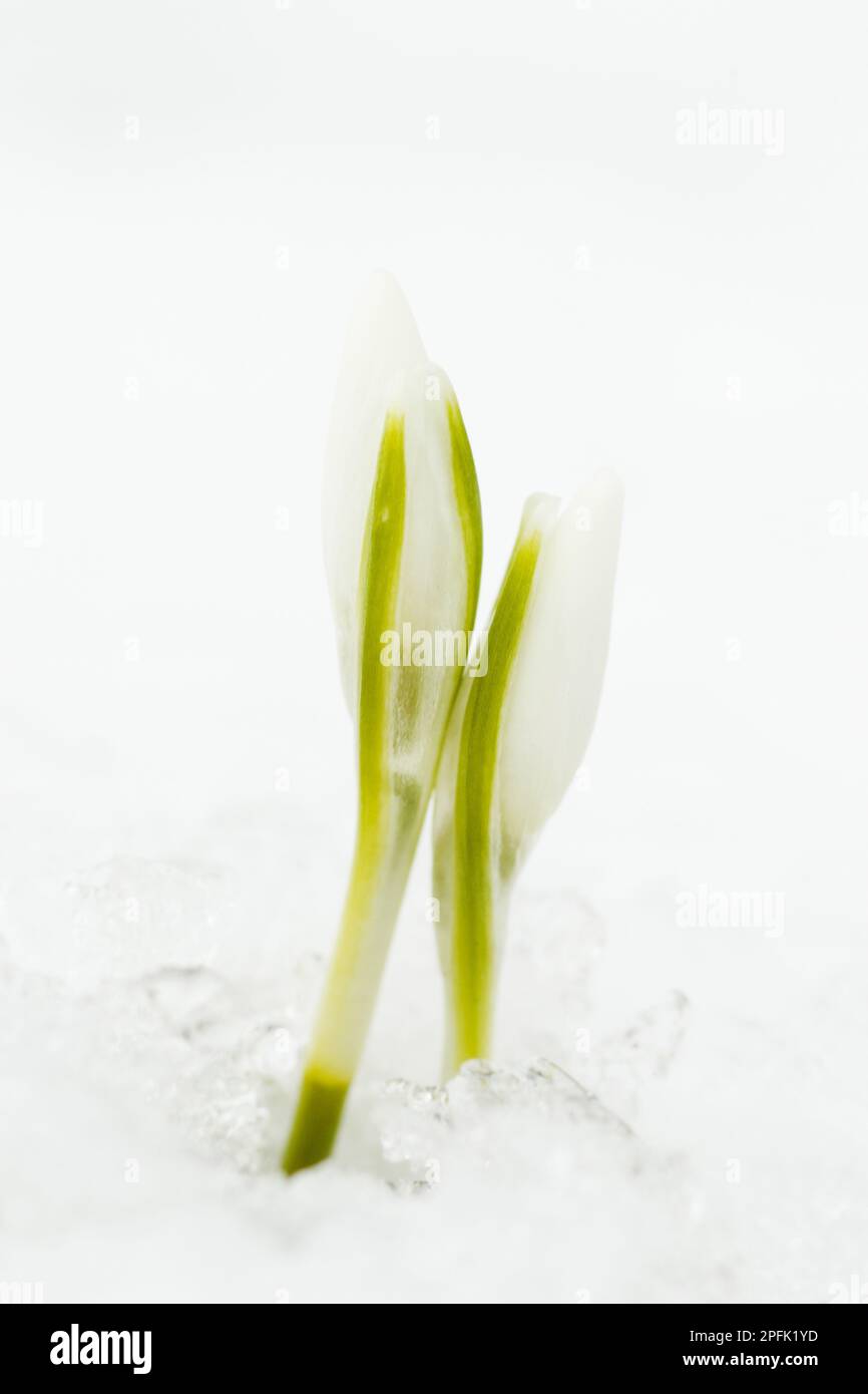 Common snowdrop (Galanthus nivalis), snowdrop, lily family, Snowdrop ...