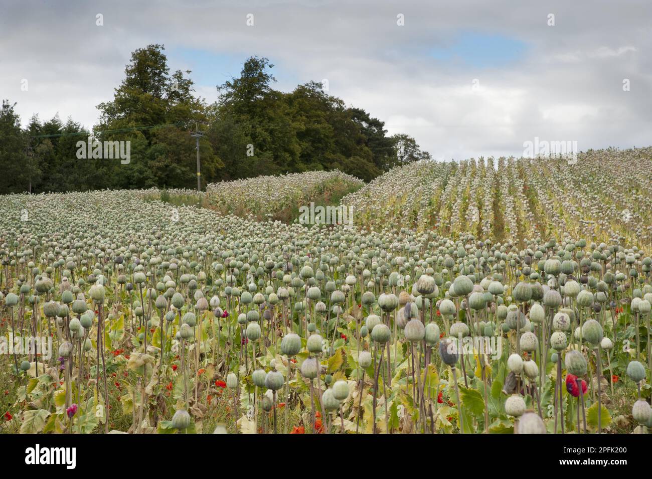 Cultivation of opium poppy (Papaver somniferum), seed pods in the field ...