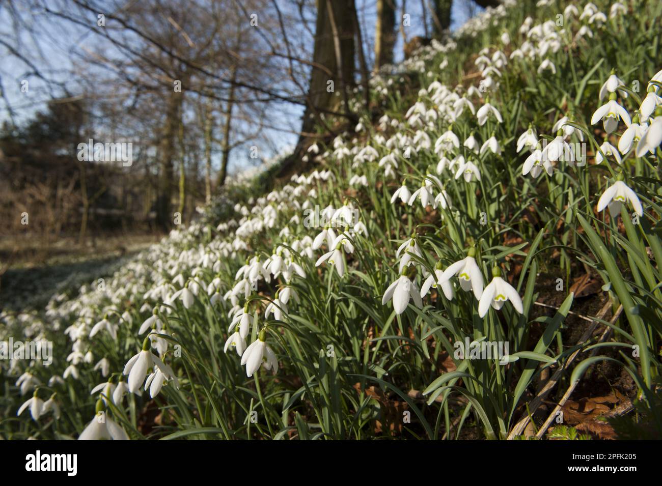 Snowdrop (Galanthus nivalis) flowering mass, growing on slope in ...