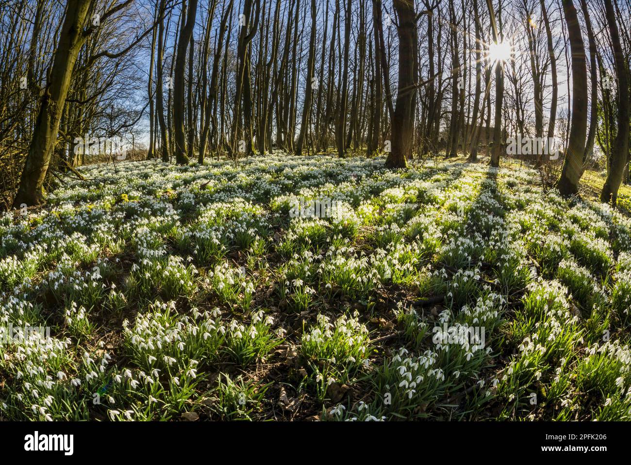 Snowdrop (Galanthus nivalis) flowering mass, growing in deciduous ...