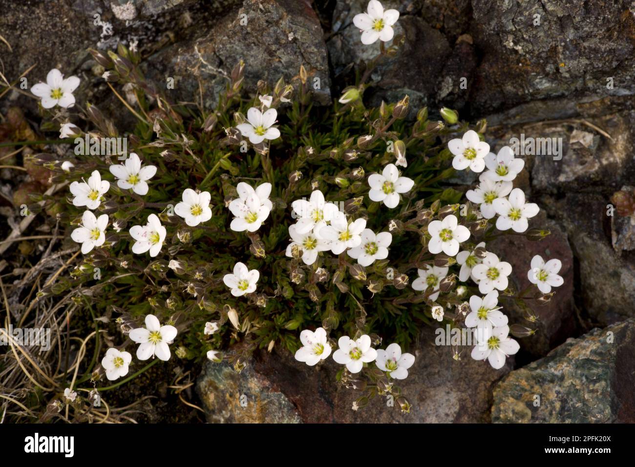 Spring Sandwort (Minuartia verna) flowering, growing in coastal ...