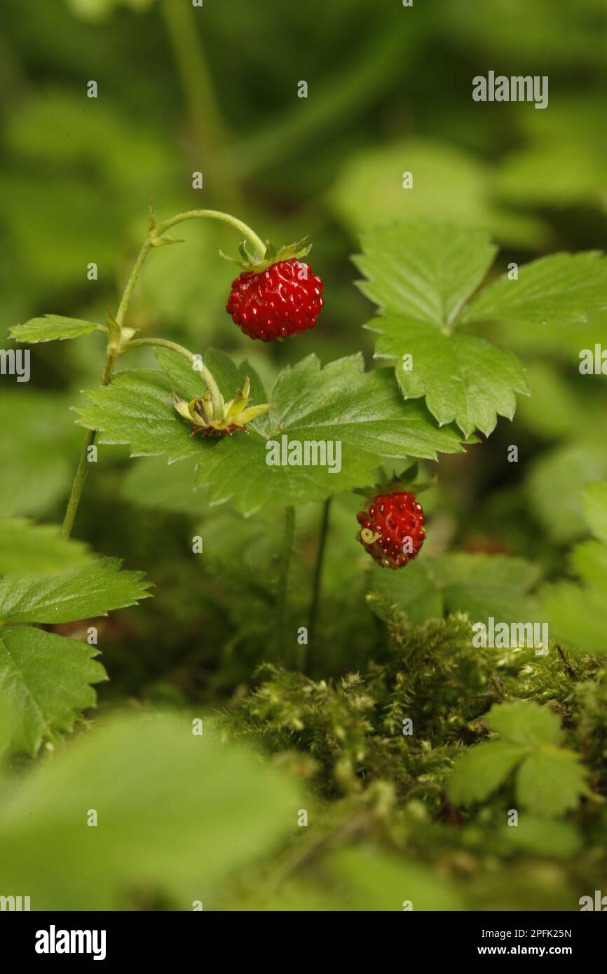Wild Strawberry (Fragaria vesca) fruit and leaves, Midlands, England ...