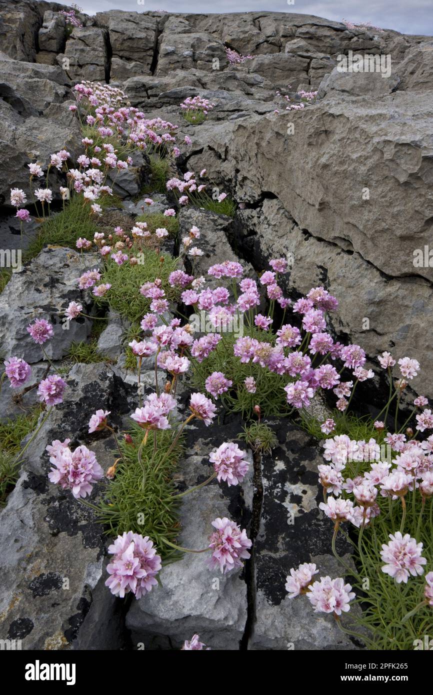 Beach carnation, sea thrift (Armeria maritima), Beach carnation, Thrift ...