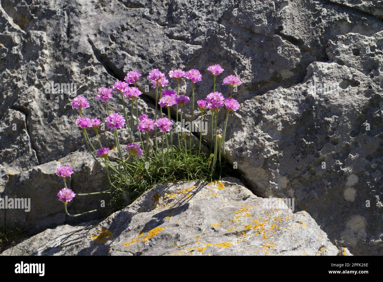 Beach carnation, sea thrift (Armeria maritima), Beach carnation, Thrift ...