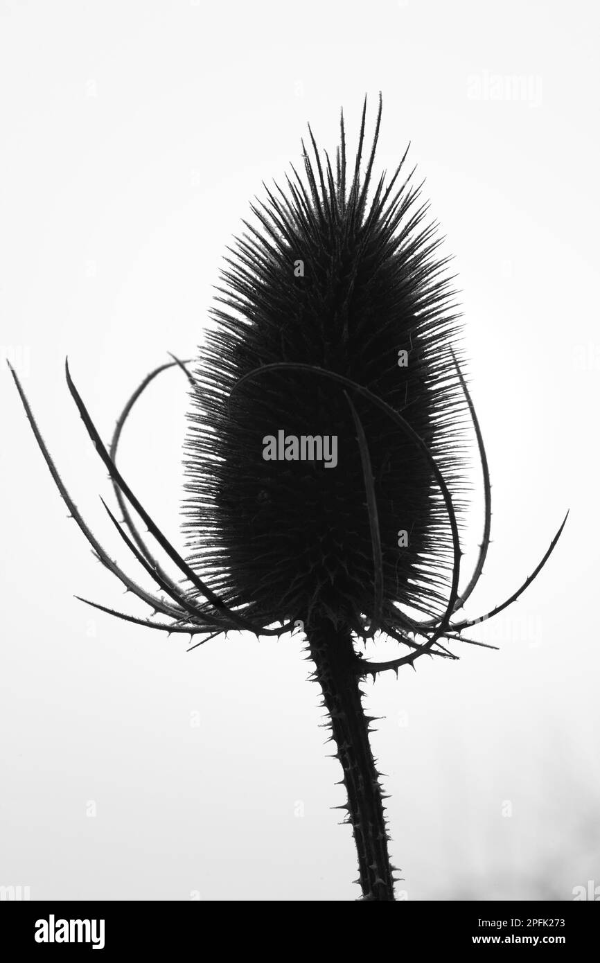 Wild teasel Black and White Stock Photos & Images - Alamy