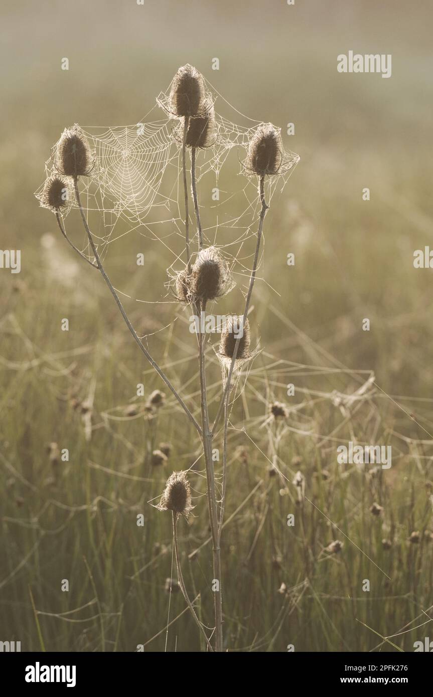 Common wild teasel (Dipsacus fullonum) backlit seed heads, with dew ...