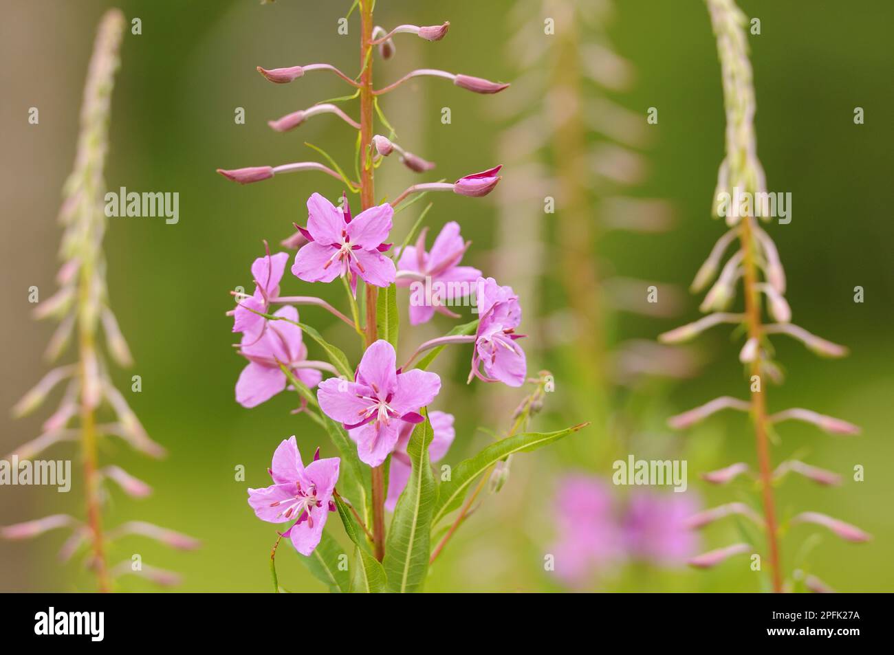 Chamerion angustifolium, Chamerion angustifolium angustifolium ...