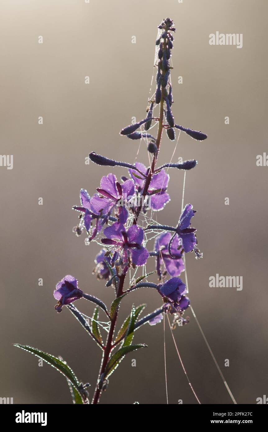Chamerion angustifolium, Chamerion angustifolium angustifolium ...