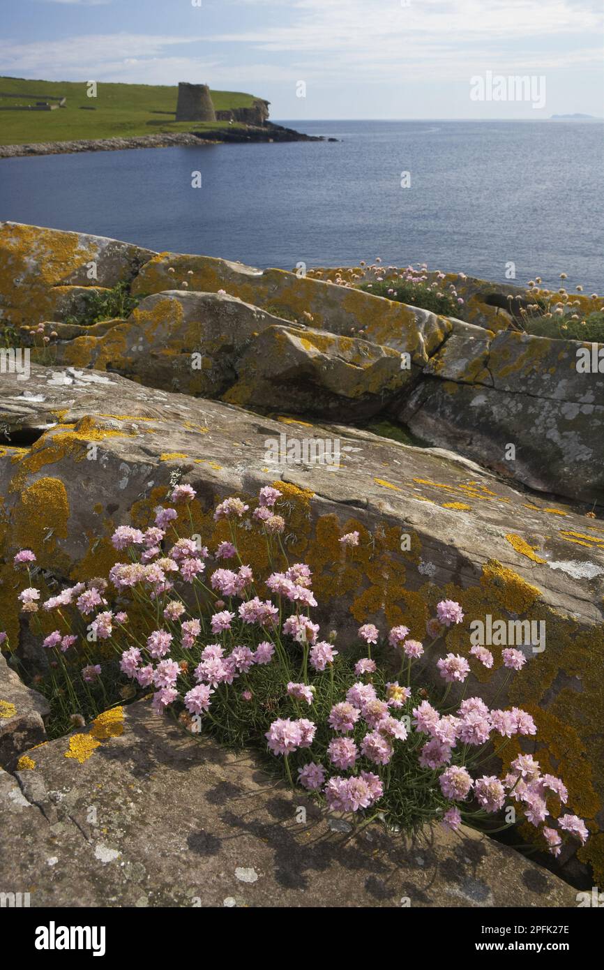 Beach carnation, sea thrift (Armeria maritima), Beach carnation, Thrift ...