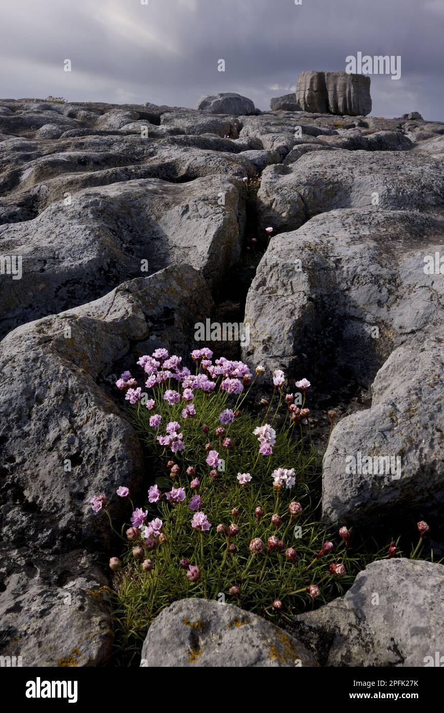 Thrift (Armeria maritima) flowering, growing on coastal limestone ...