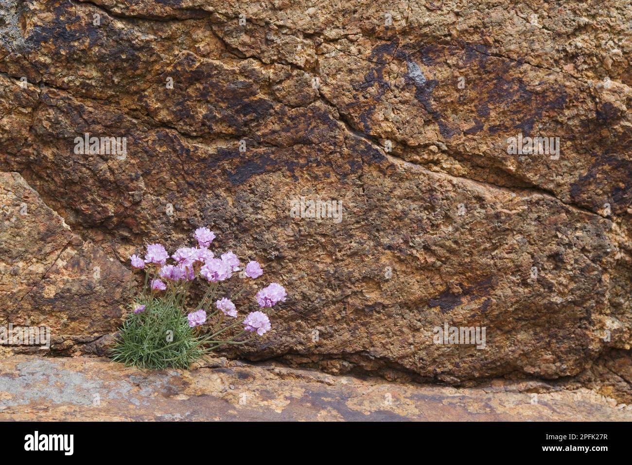Beach carnation, sea thrift (Armeria maritima), Beach carnation, Thrift ...