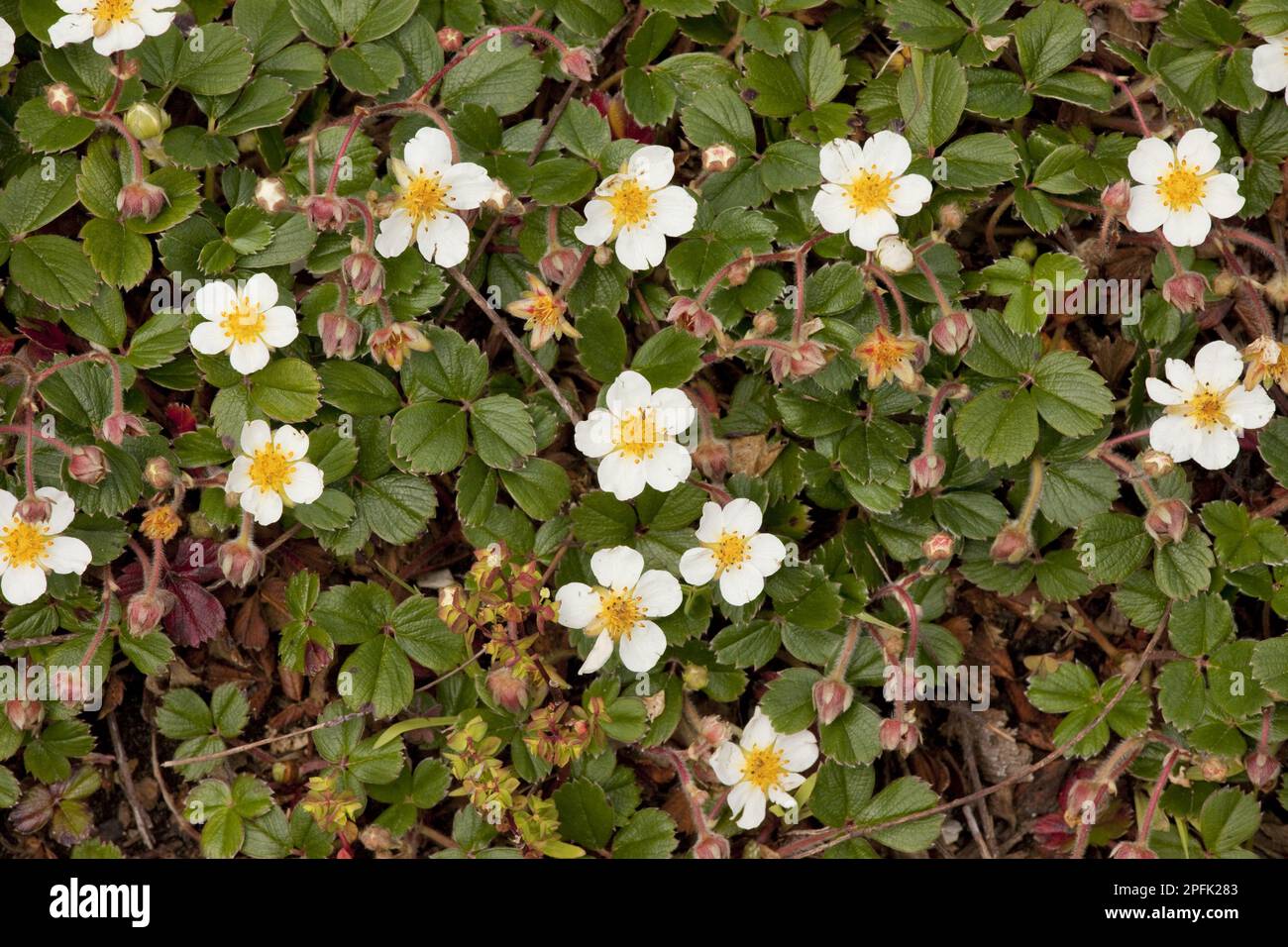 Fragaria chiloensis hi-res stock photography and images - Alamy