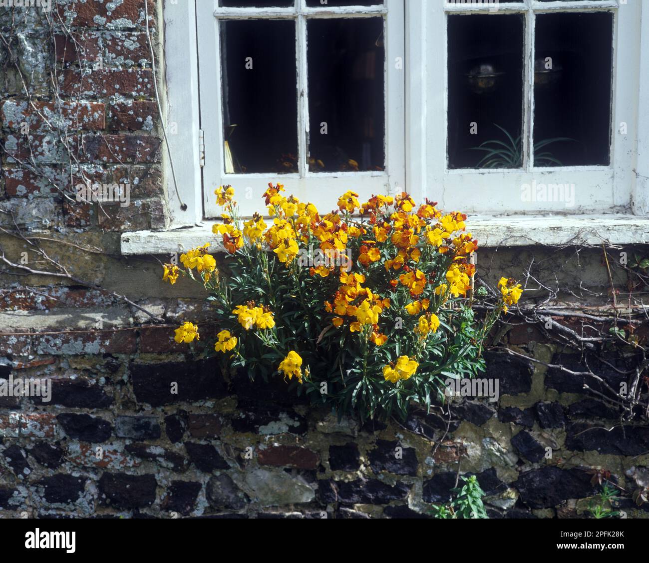 Wild wallflower hi-res stock photography and images - Alamy