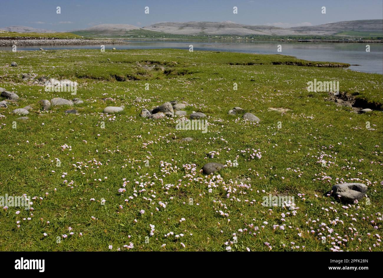 Beach carnation, sea thrift (Armeria maritima), Beach carnation, Thrift ...