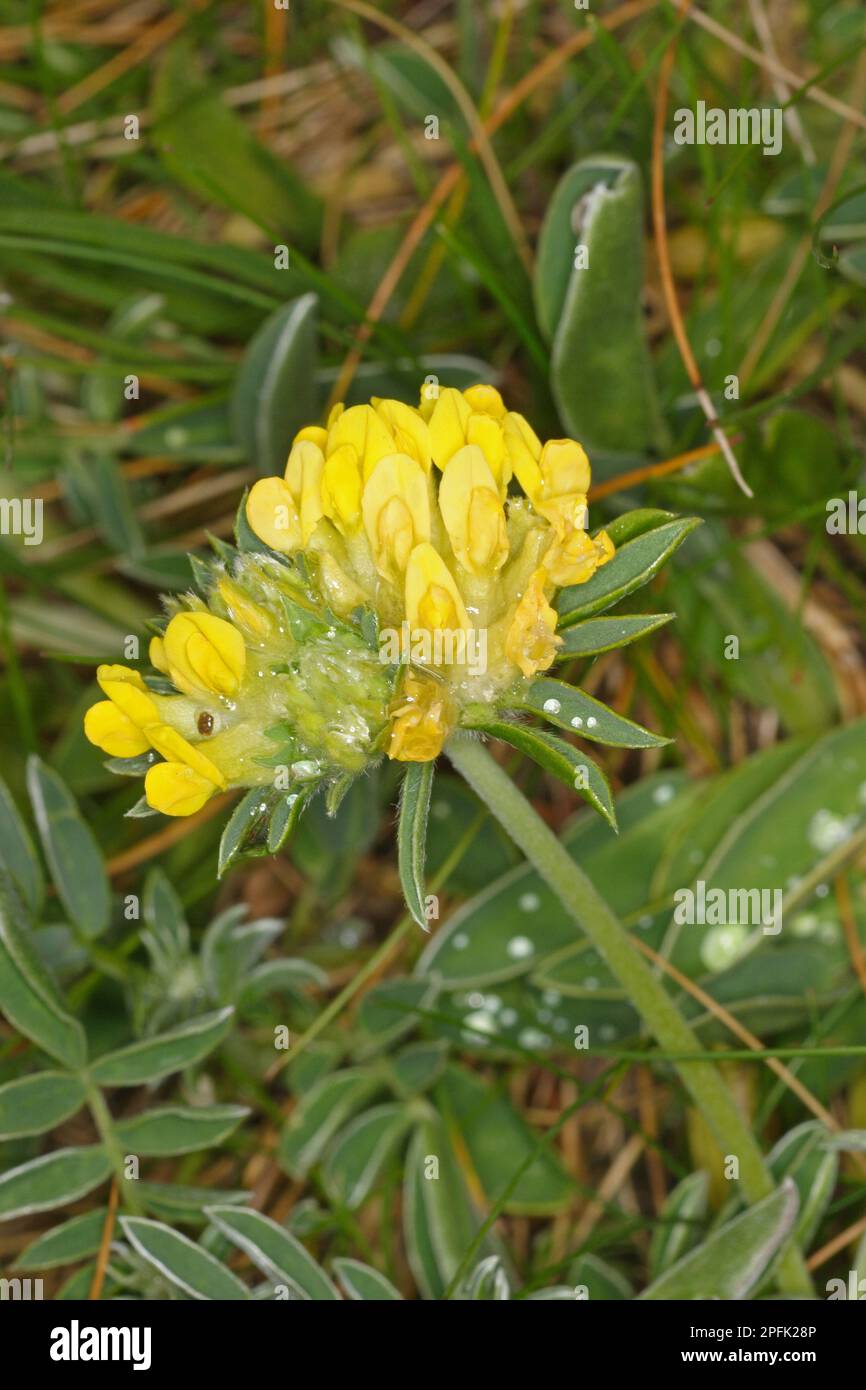 Kidney-vetch (Anthyllis vulneraria) flowering, growing on soft cliff ...