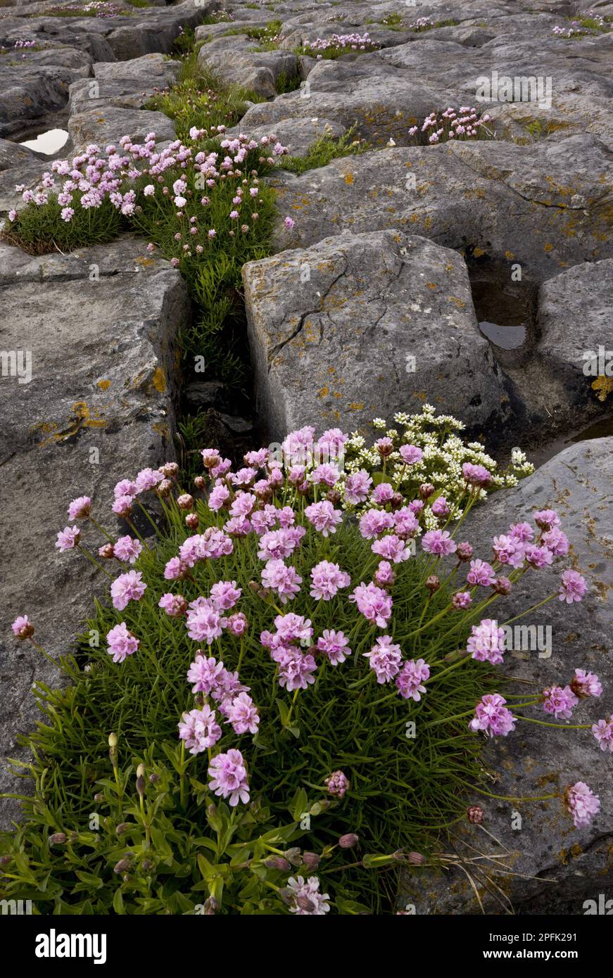 Thrift (Armeria maritima) flowering, growing on coastal limestone ...