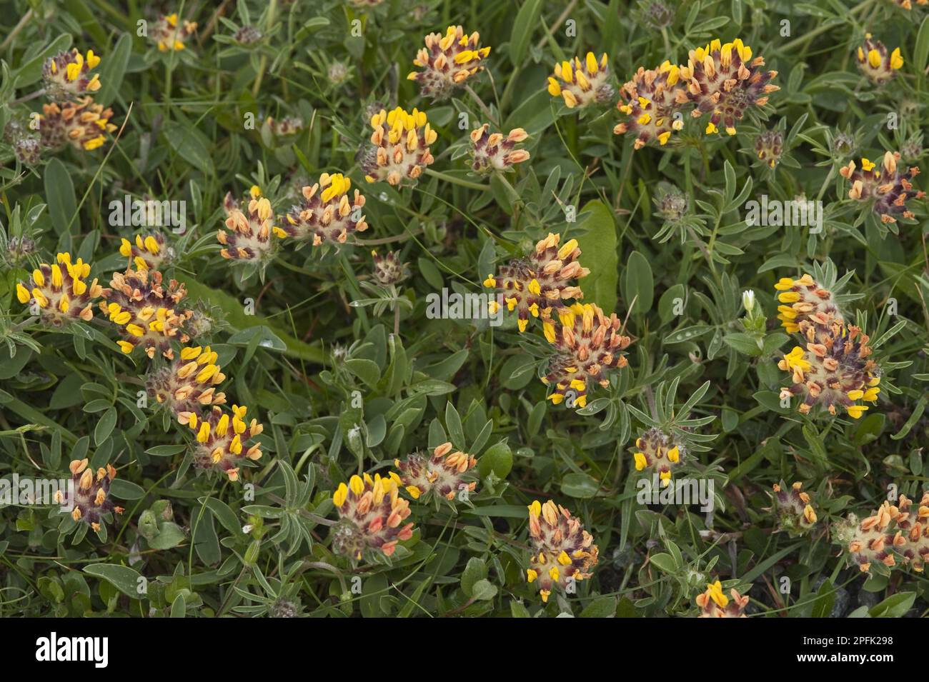 Kidney vetch flowering, with woolly-coated calyces, Shetland Islands ...