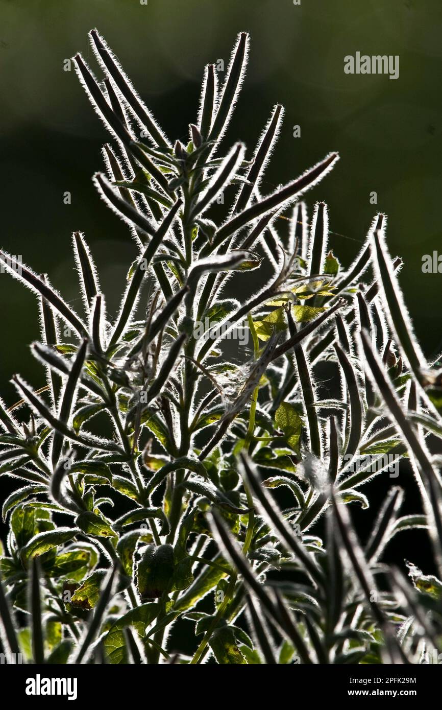 Chamerion angustifolium, Chamerion angustifolium angustifolium ...