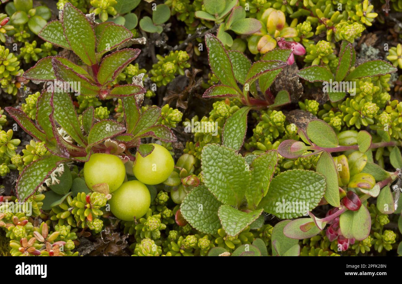 Alpine Bearberry (Arctostaphylos alpina) in fruit, growing on tundra ...