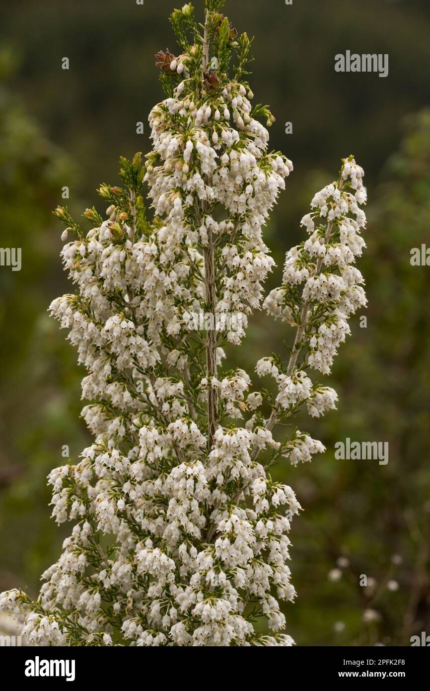 Flowering Portuguese heather (Erica lusitanica), Algarve, Portugal ...
