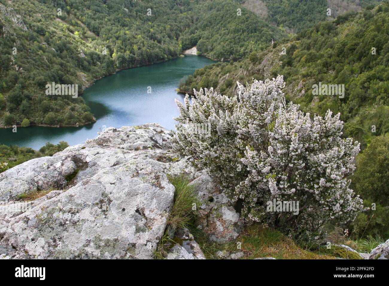 Tree Heath (Erica arborea) flowering, growing in mountain habitat ...