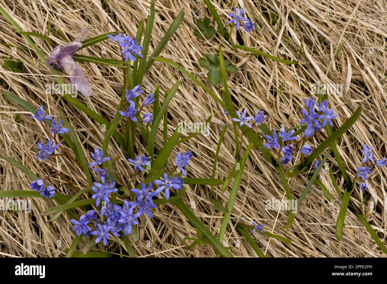 Alpine Squill (Scilla bifolia) flowering, growing on mountain snowline ...