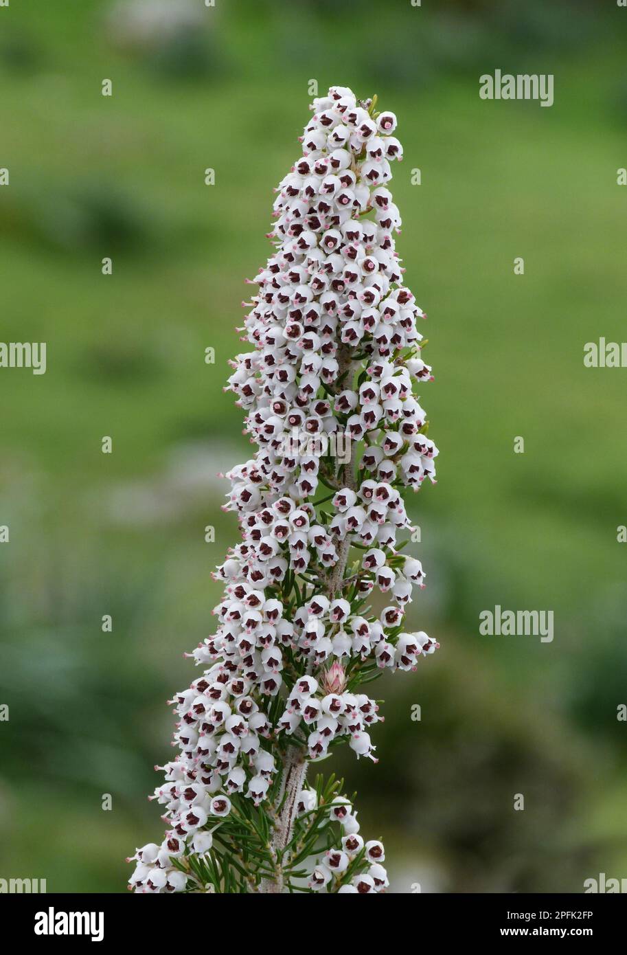 Tree Heath (Erica arborea) close-up of flowers, Corsica, France Stock ...