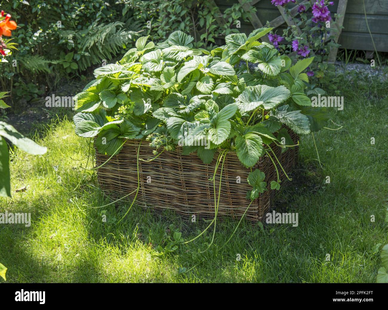 Strawberry (Fragaria sp.), crop, growing in basket container in garden ...