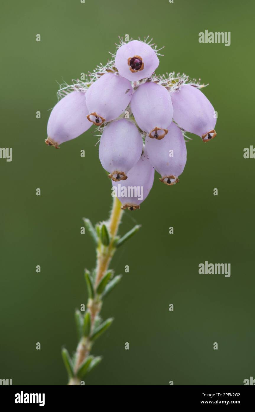 Close-up of cross-leaved heath (Erica tetralix) of cross-leaved heath ...