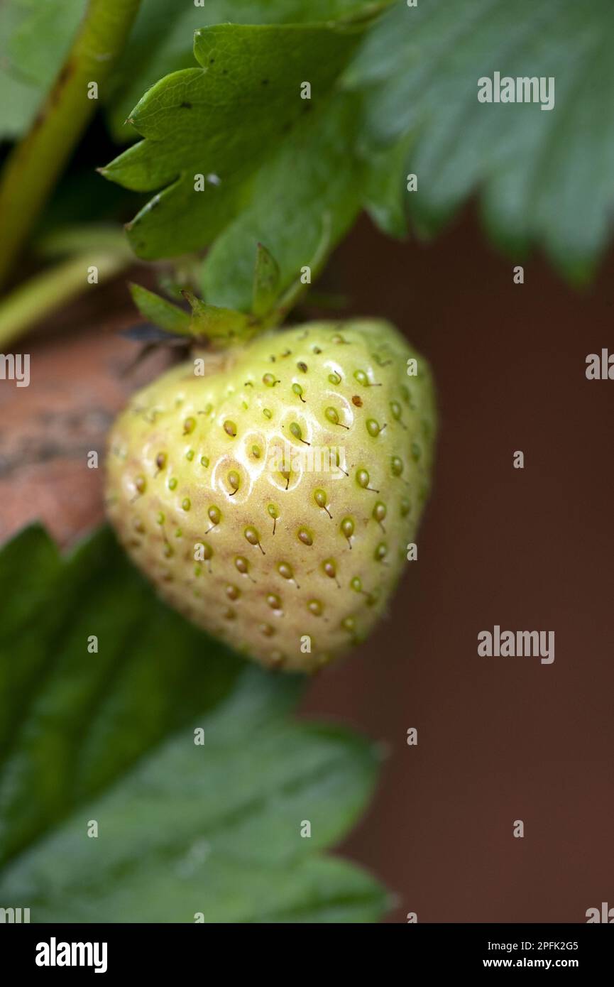 Strawberry (Fragaria sp.) close-up of an unripe fruit, growing in the ...