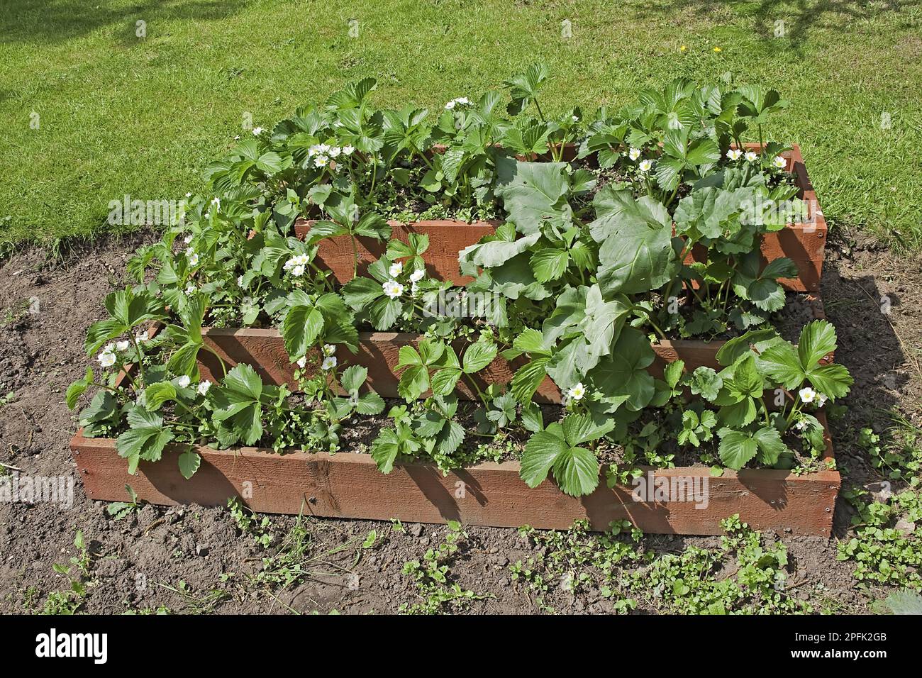 Growing strawberries (Fragaria sp.), growing in staggered box in garden ...