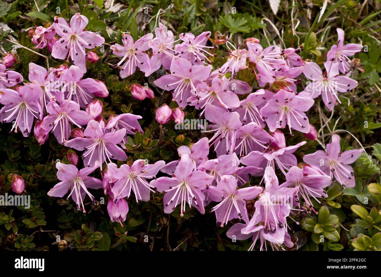 Dwarf Alpenrose (Rhodothamnus chamaecistus) flowering, growing on ...
