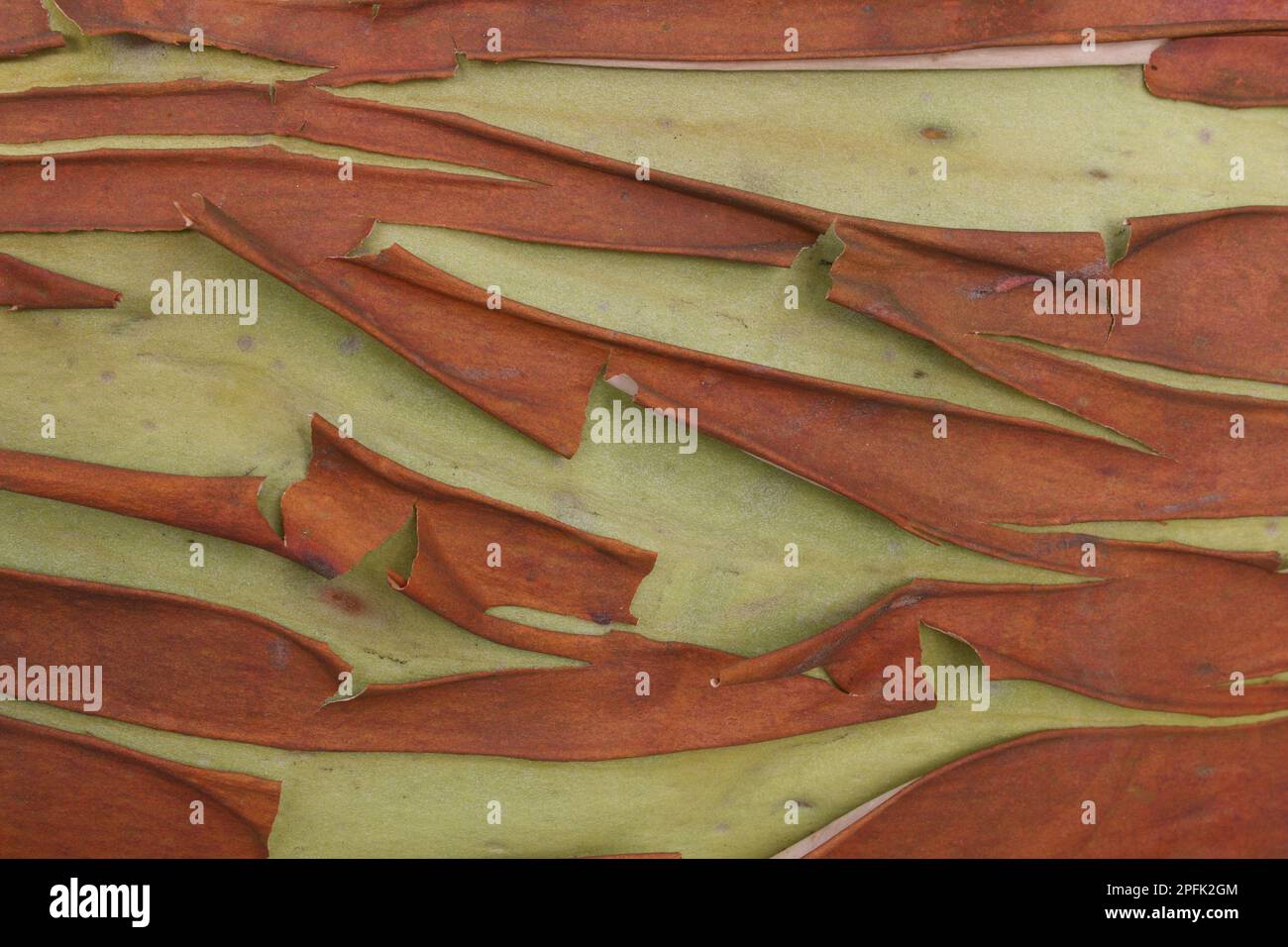 Pacific Madrone (Arbutus menziesii) close-up of bark, Mayne Island ...