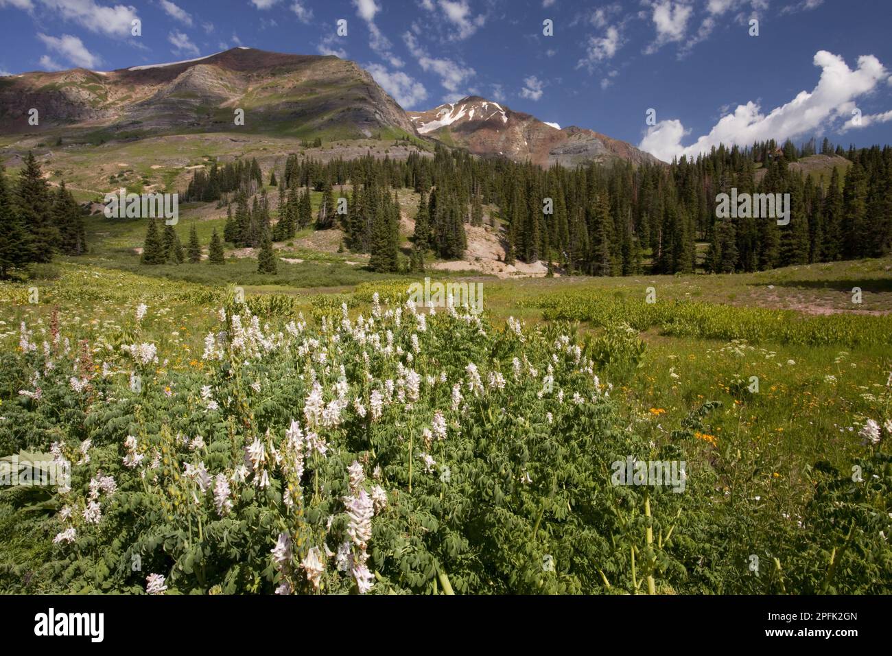 Flowering fitweed (Corydalis caseana), in mountain habitat, Ruby Peak ...