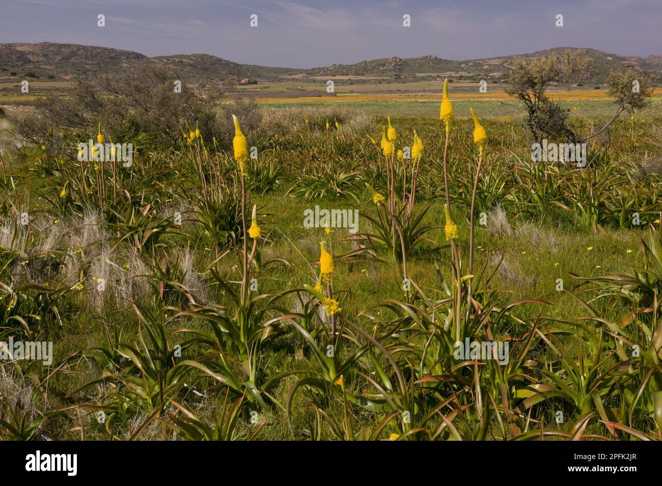 Flowering yellow cattail (Bulbinella latifolia), in situ, Kamiesberg ...