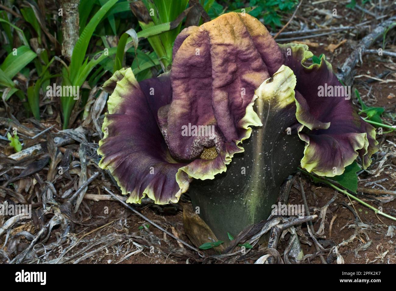 Flowering elephant yam (Amorphophallus paeoniifolius), Palawan Island ...