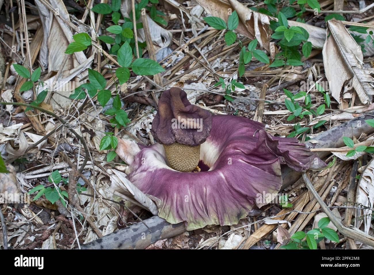 Flowering elephant yam (Amorphophallus paeoniifolius), Palawan Island ...