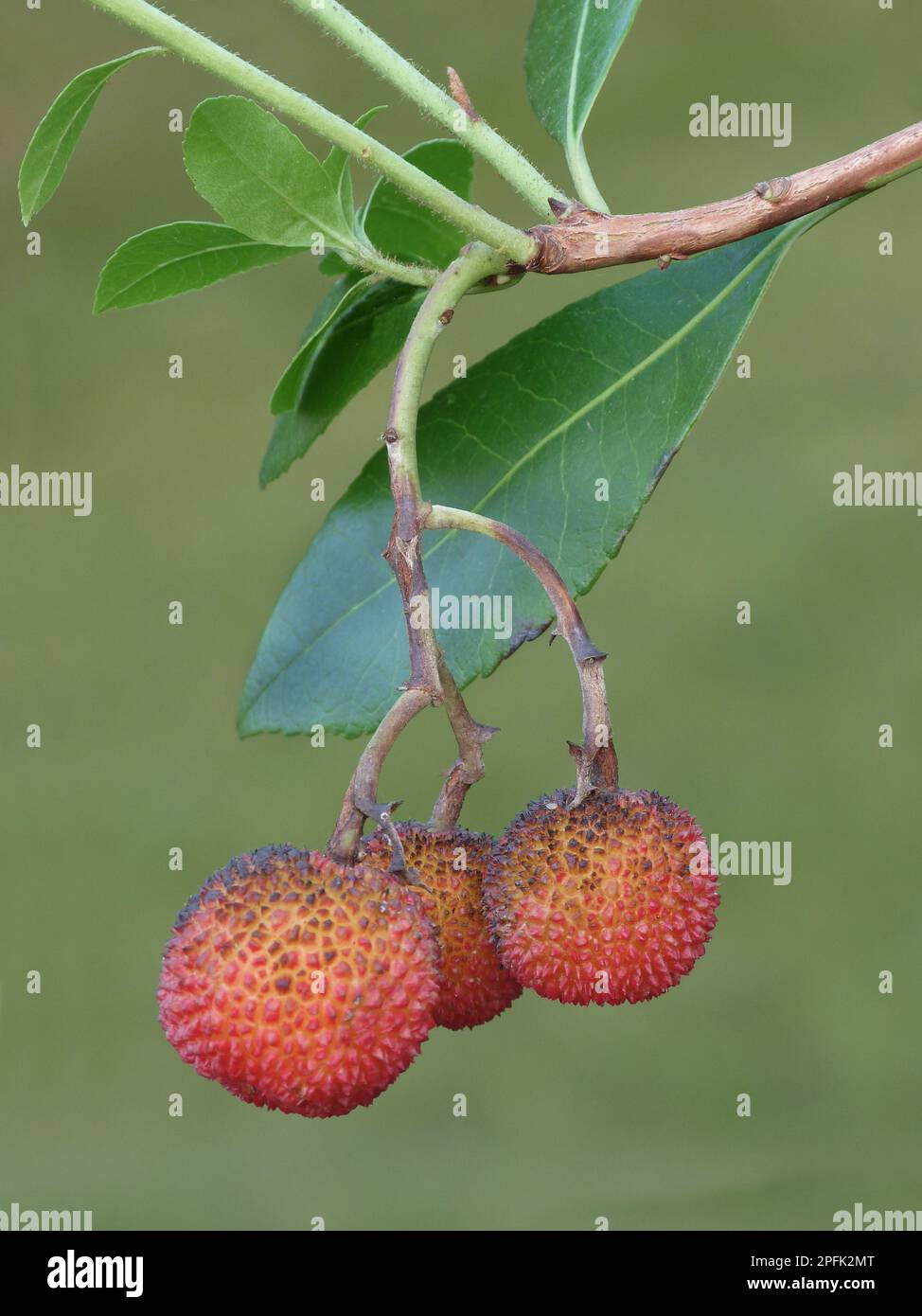 Strawberry Tree (Arbutus unedo) close-up of fruit, growing in garden ...