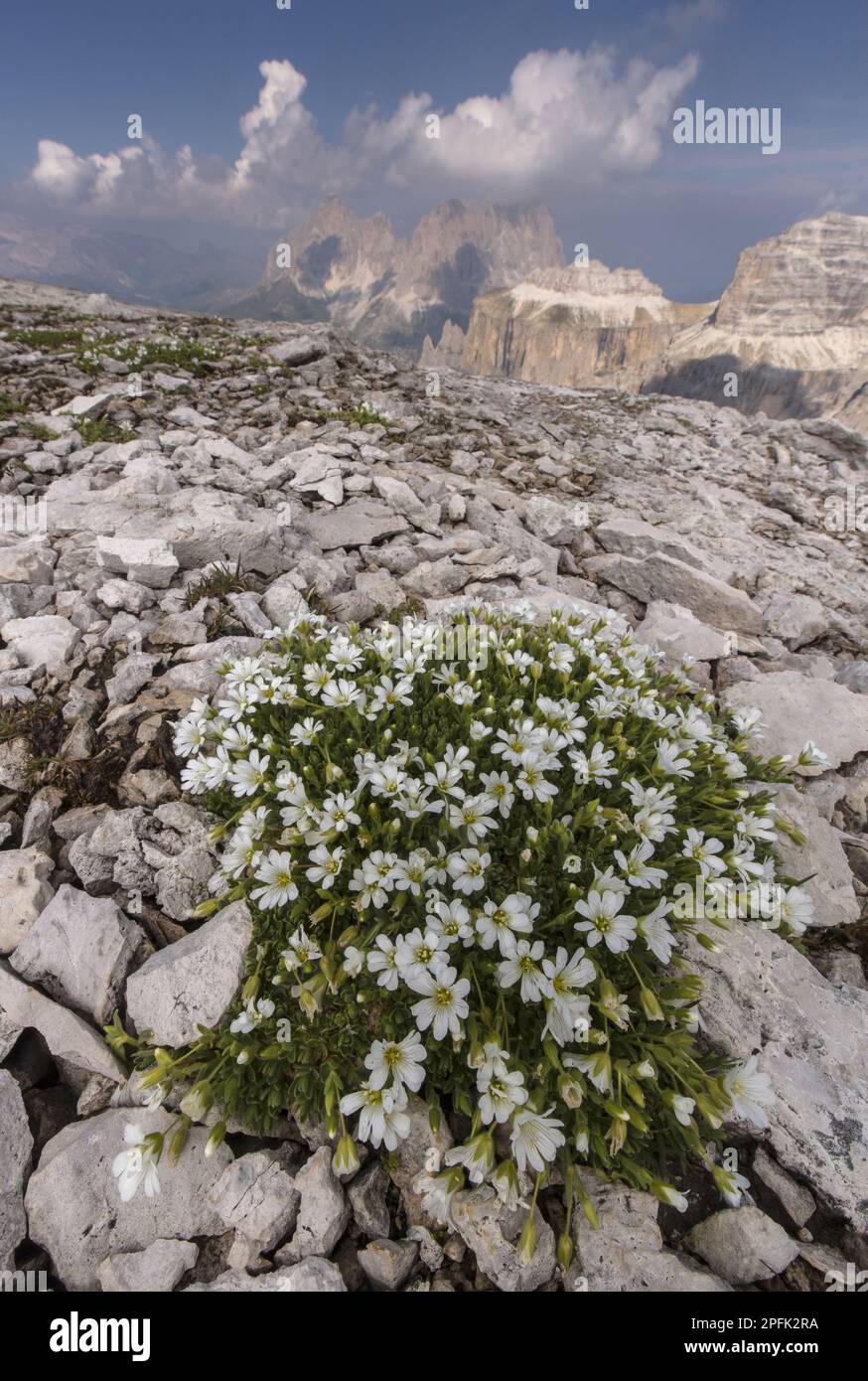 Glacier mouse-ear (Cerastium uniflorum), Glacier Mouse-ear flowering ...