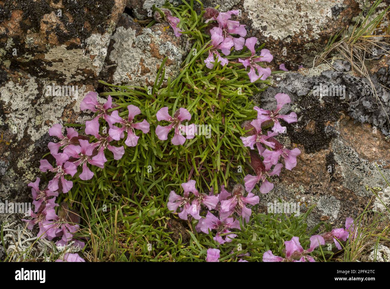 Dwarf Soapwort (Saponaria pumilio) flowering, growing on acid ...