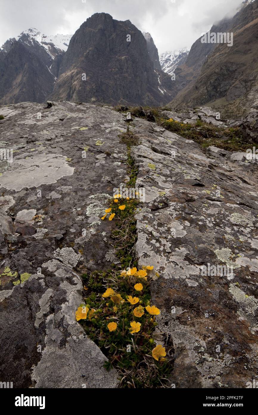 Caucasus mountain flower hi-res stock photography and images - Alamy