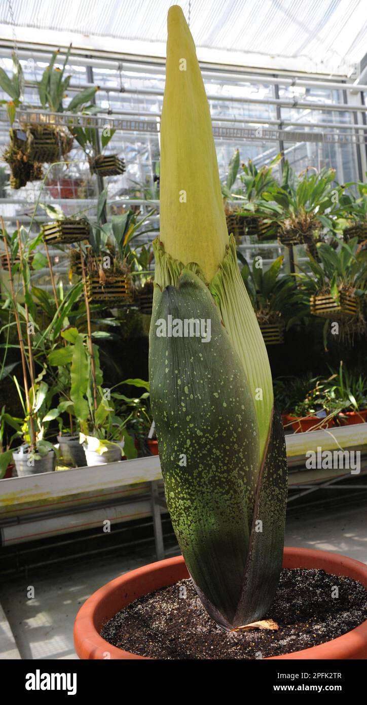 Titan-arum (Amorphophallus titanum) spadix and opening spathe, largest ...