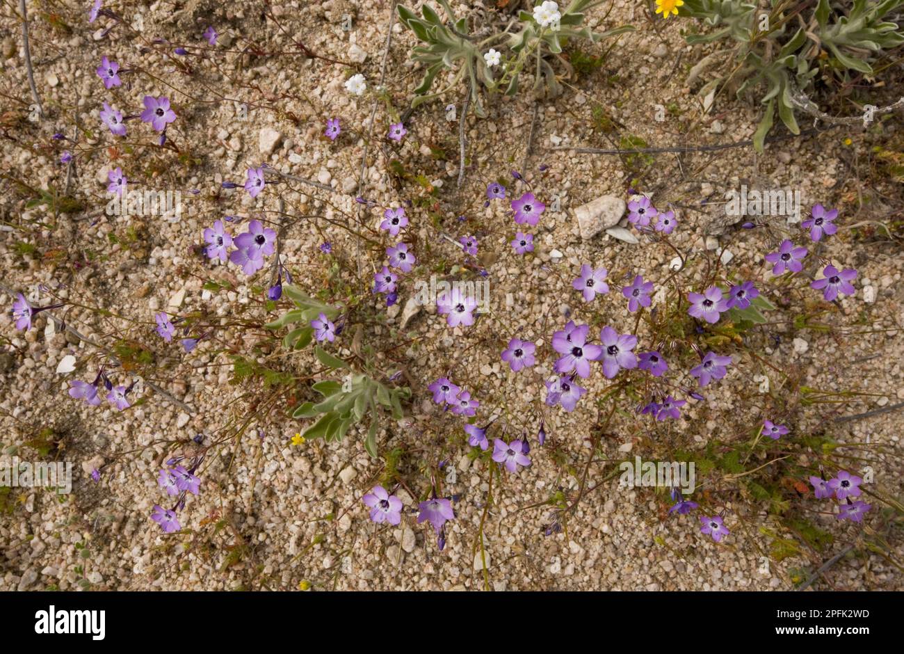 Bird's-eye Gilia (Gilia tricolor) flowering, Shell Creek, near San Luis ...