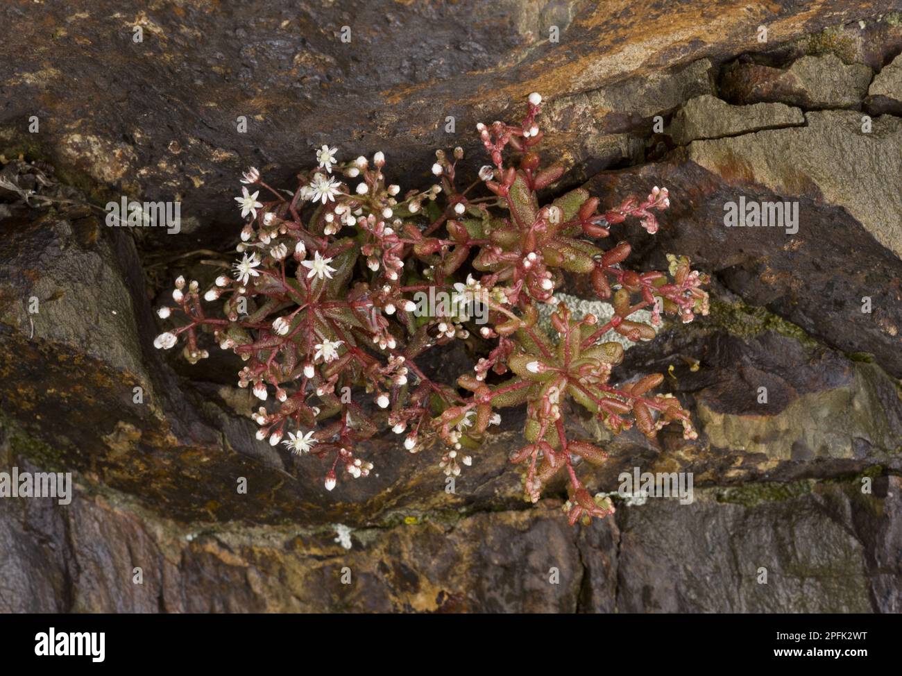 Flowering blue sky stone-crop (Sedum caeruleum), growing between rocks ...