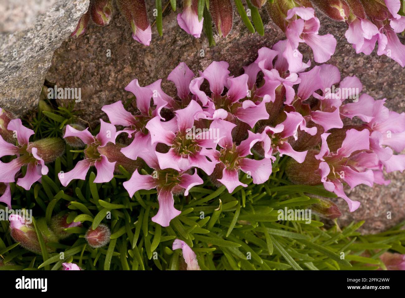 Dwarf Soapwort (Saponaria pumilio) flowering, growing on acid rock ...