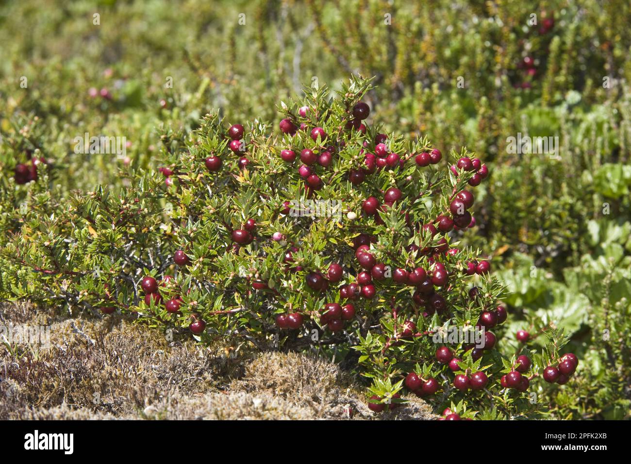 Spiny heather (Gaultheria mucronata) with berries, Ainsworth Bay ...