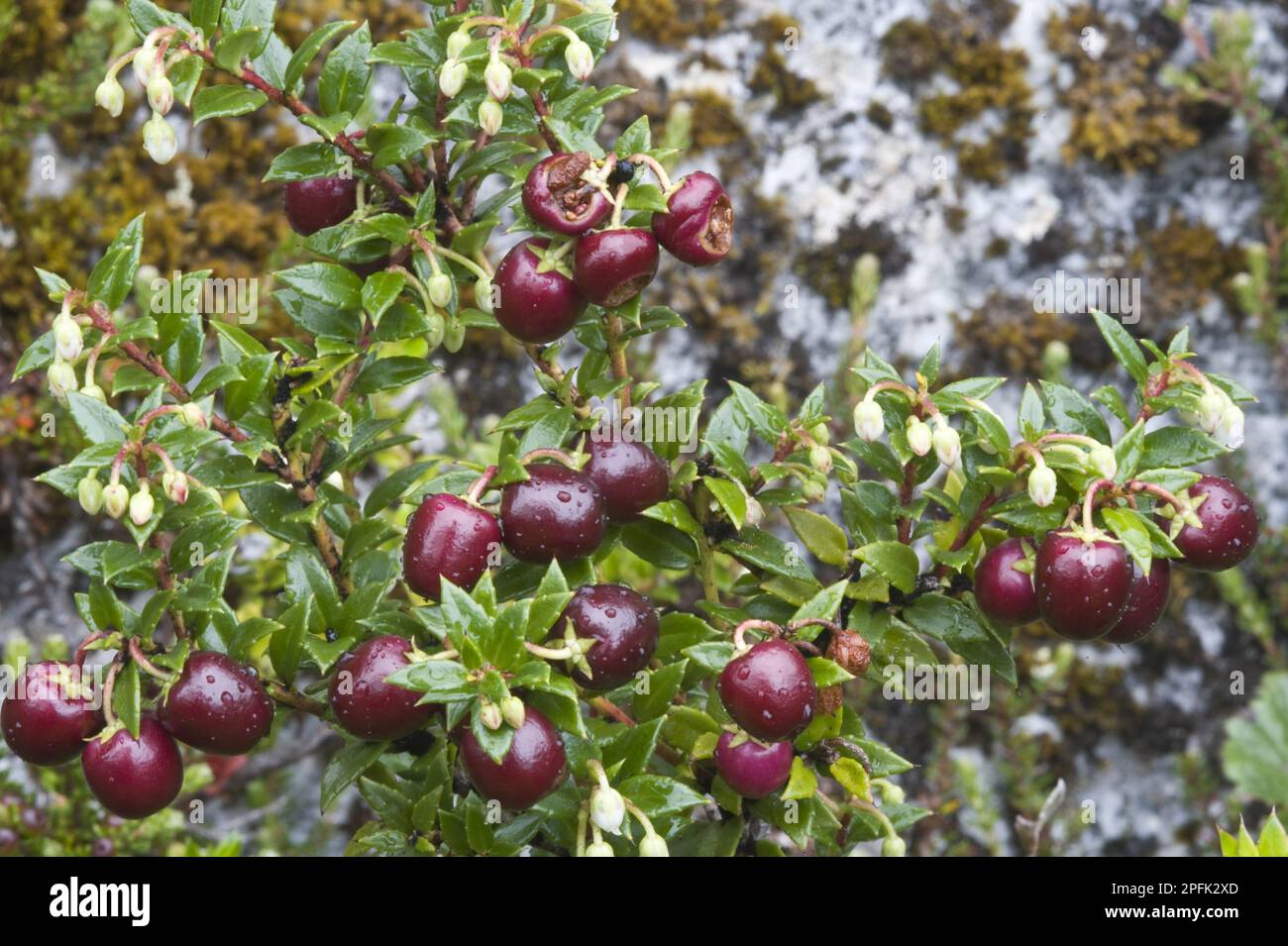 Prickly heather (Gaultheria mucronata) Close-up of berries, wet from ...